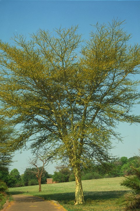 Acacia xanthophloea Fever Tree Koorsboom More o mossetlha Muunga-gwena ...