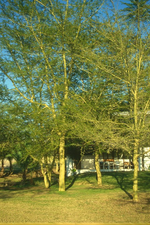 Acacia xanthophloea Fever Tree Koorsboom More o mossetlha Muunga-gwena ...