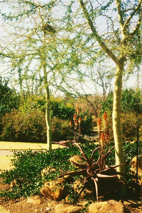 Acacia xanthophloea Fever Tree Koorsboom More o mossetlha Muunga-gwena ...