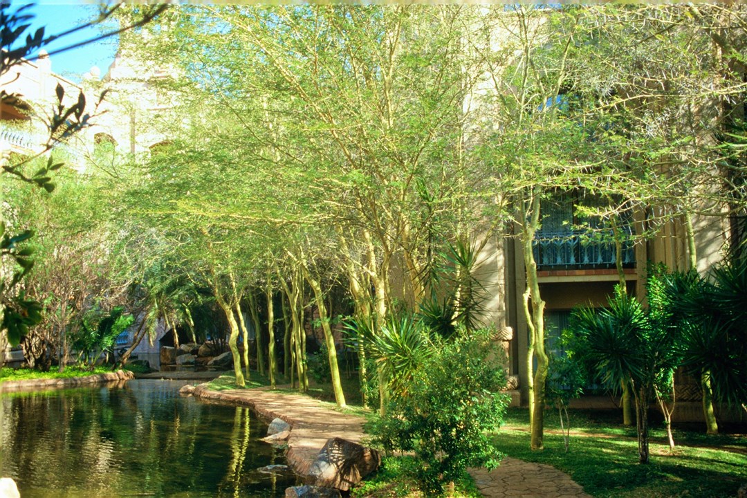 Acacia xanthophloea Fever Tree Koorsboom More o mossetlha Muunga-gwena ...