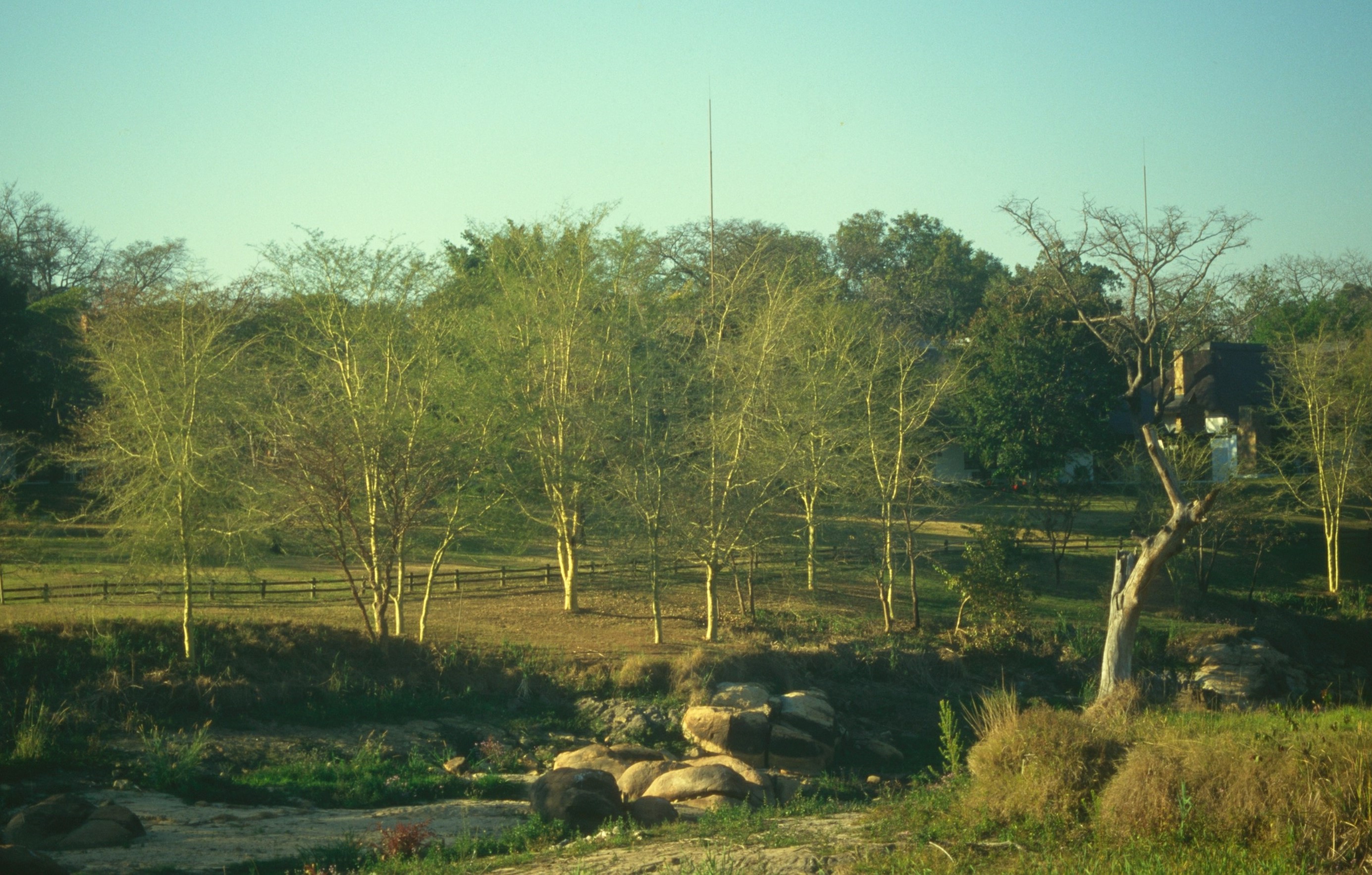 Acacia xanthophloea Fever Tree Koorsboom More o mossetlha Muunga-gwena ...