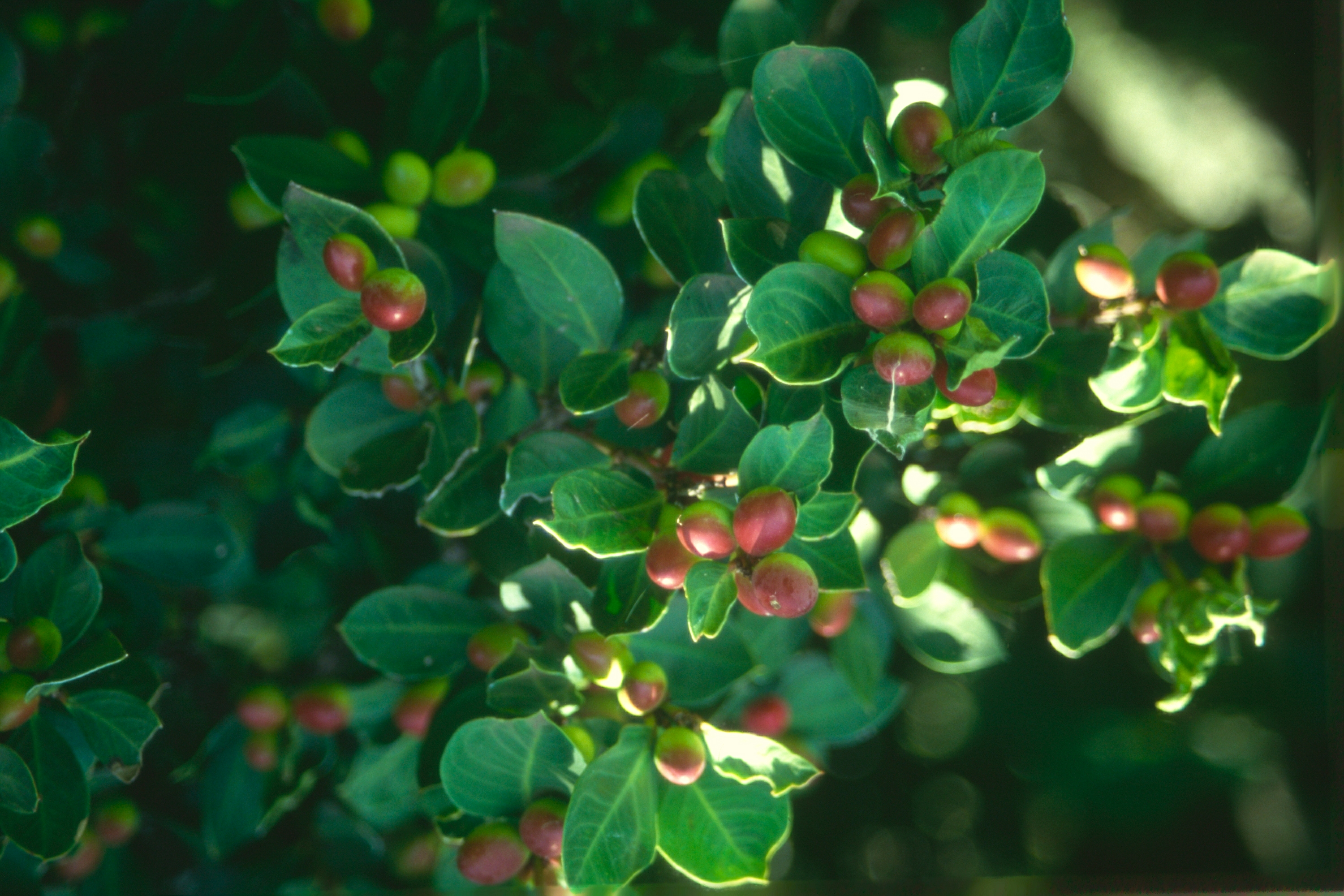 Acokanthera oppositifolia Bushman's Poison, poison arrow tree ...
