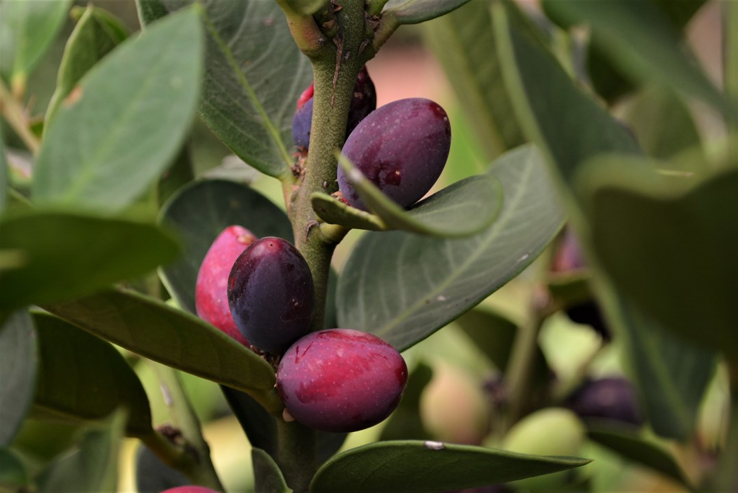 Acokanthera oppositifolia Bushman's Poison, poison arrow tree ...