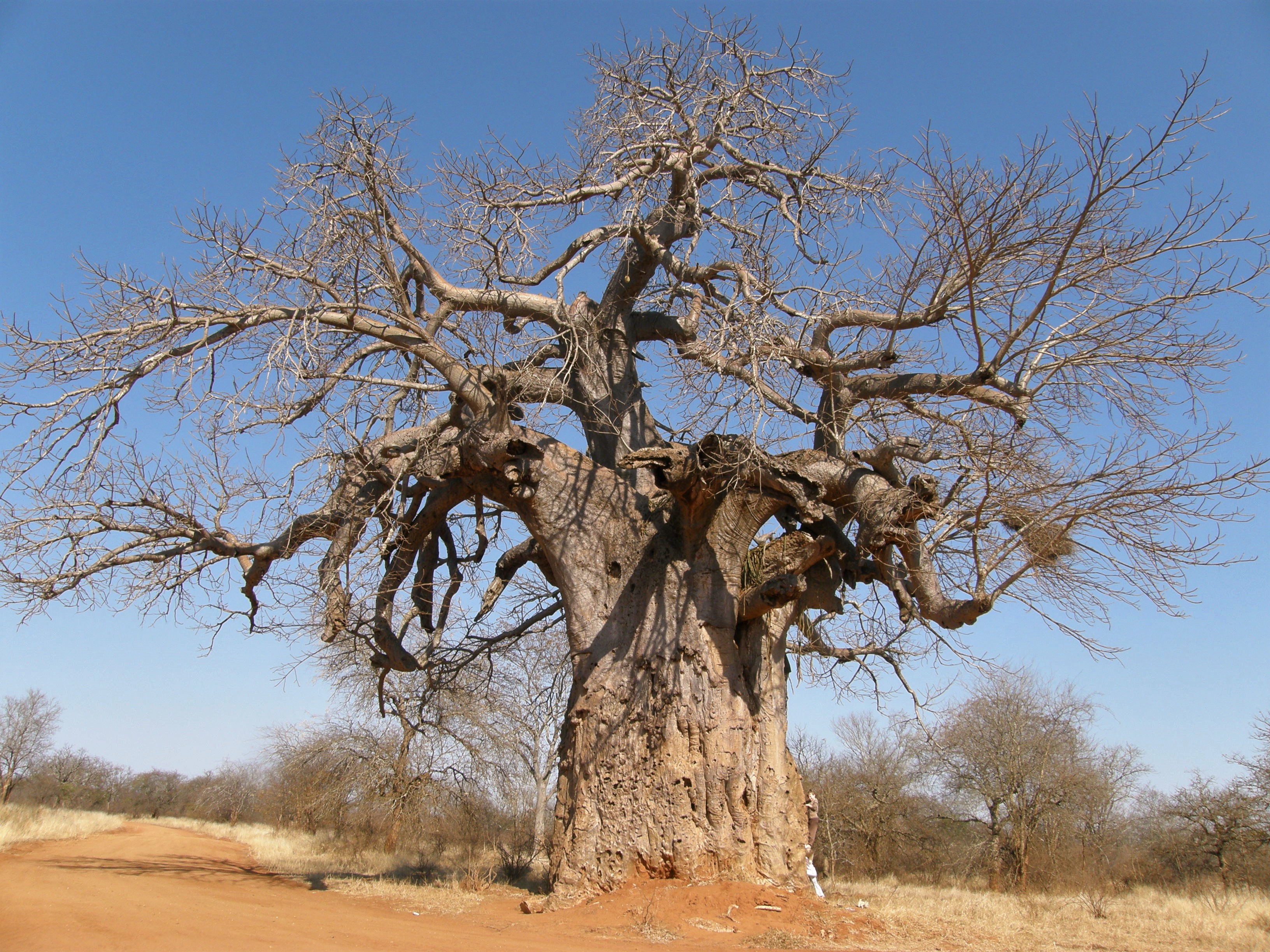 Adansonia digitata Baobab, Cream of Tartar tree, monkey-bread tree ...