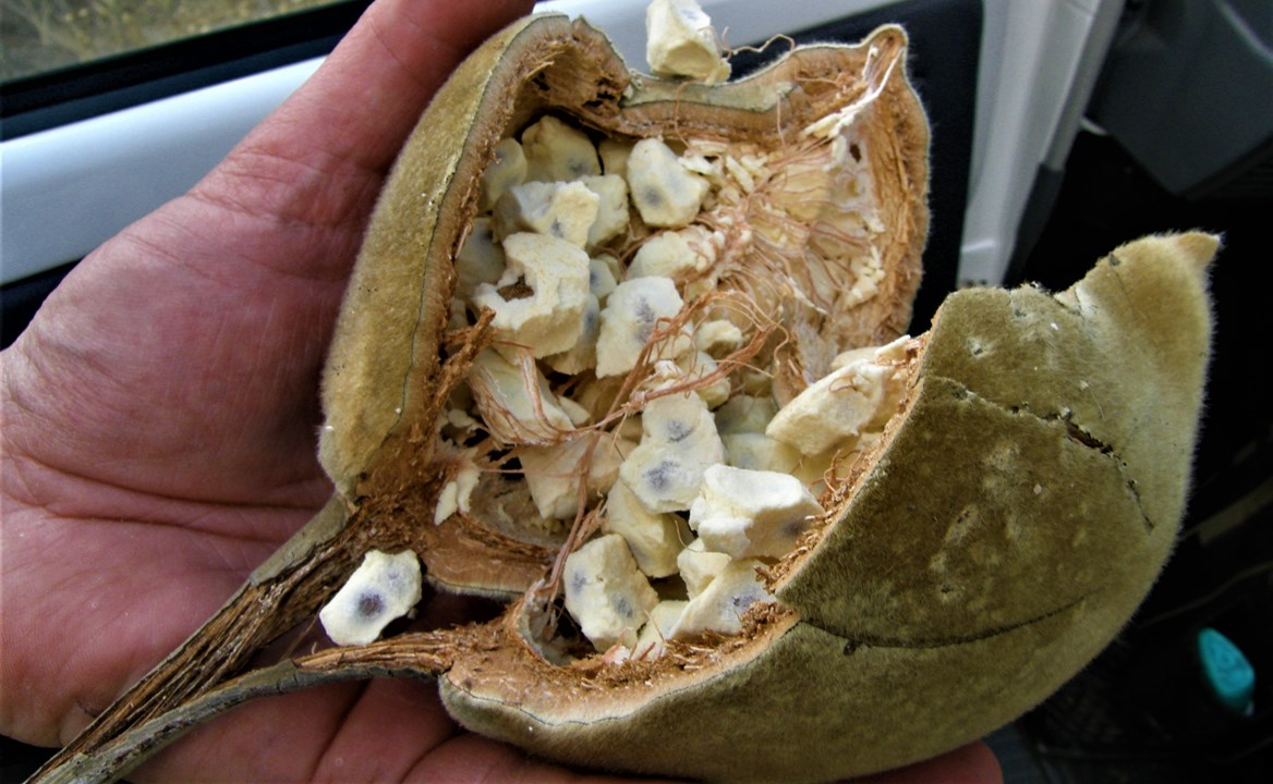 Adansonia digitata Baobab, Cream of Tartar tree, monkey-bread tree ...
