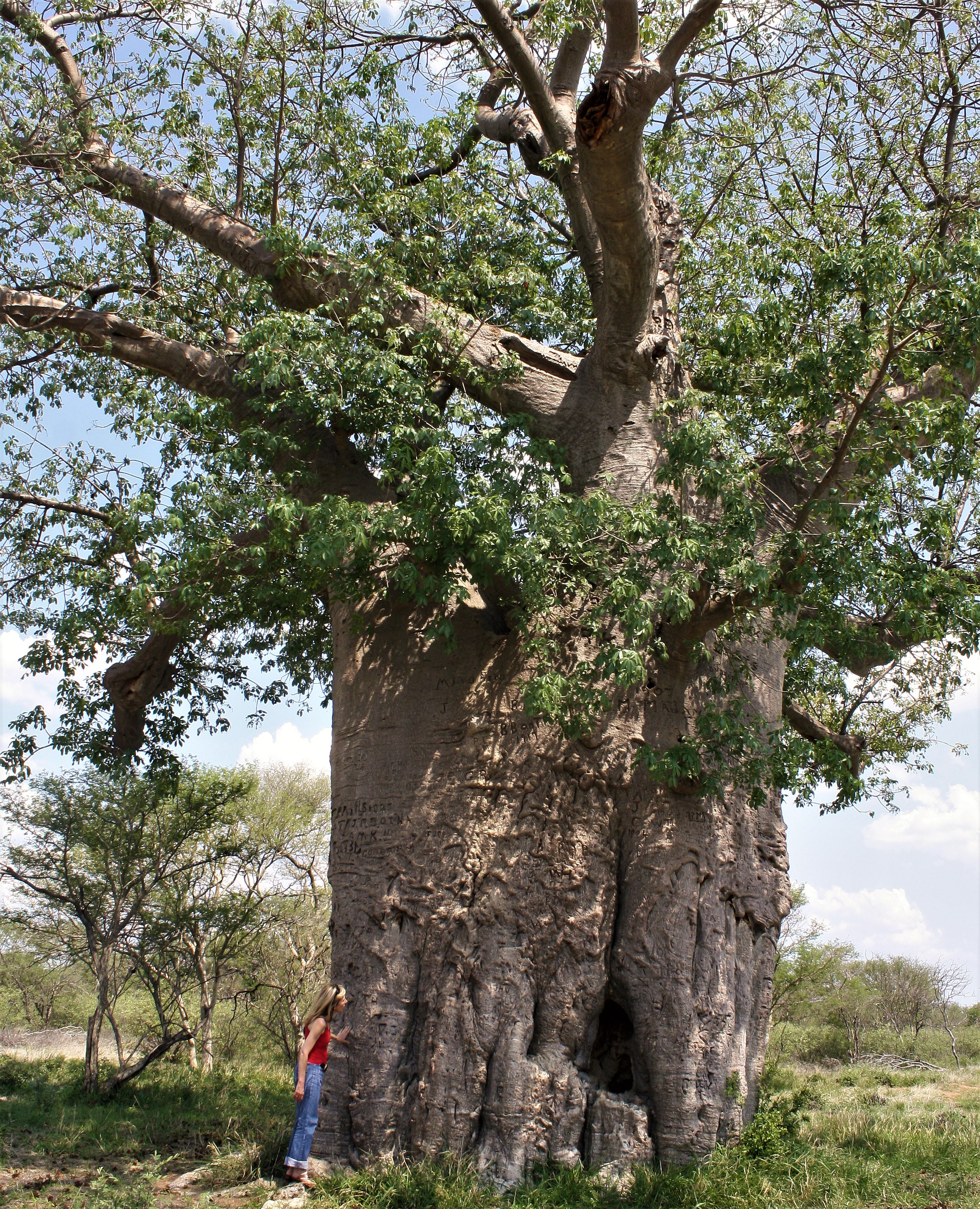 Adansonia digitata Baobab, Cream of Tartar tree, monkey-bread tree ...