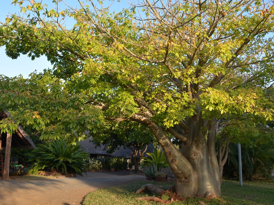 Adansonia digitata Baobab, Cream of Tartar tree, monkey-bread tree ...