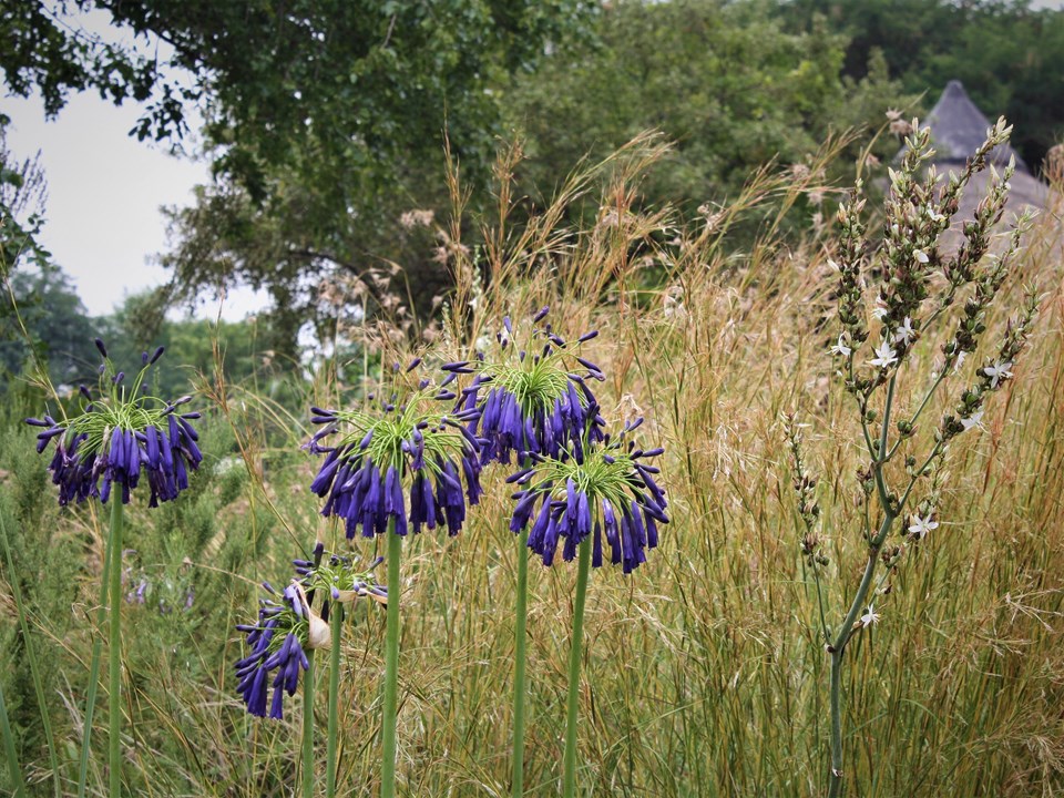 Agapanthus inapertus Drooping Agapanthus Bloulelie Hlakahla