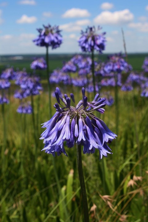 Agapanthus inapertus Drooping Agapanthus Bloulelie Hlakahla