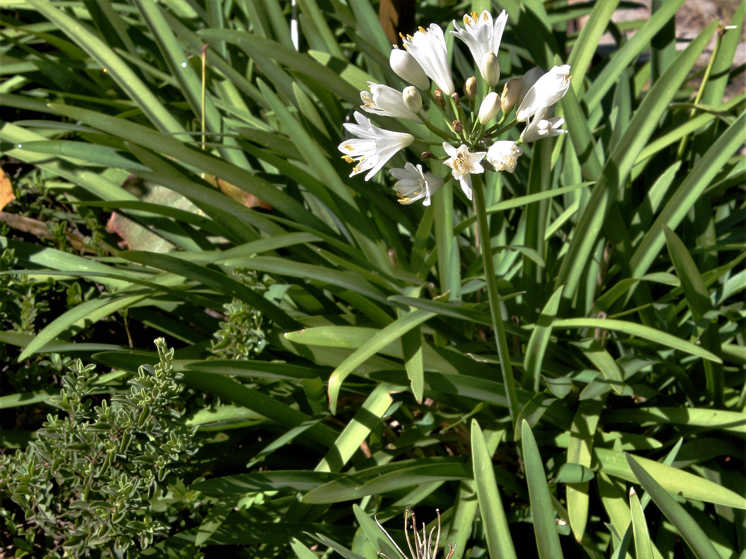 Agapanthus hybrid Nana White Miniature White Agapanthus