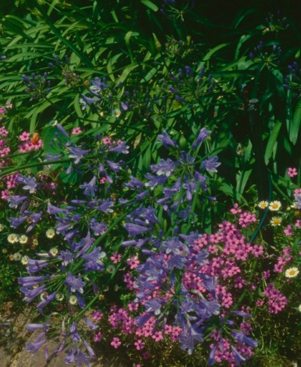 Agapanthus hybrid Nana Blue Miniature Blue Agapanthus