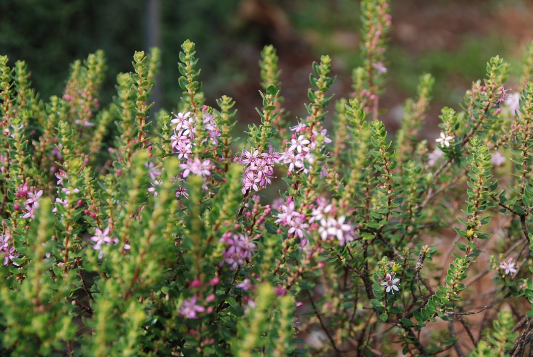 Agathosma ovata False Buchu Baster Boegoe umahesala-omhlophe