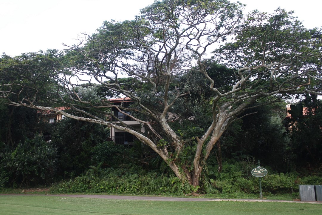 Albizia adianthifolia Flatcrown Platkroon muelela usolo umhlandlothi