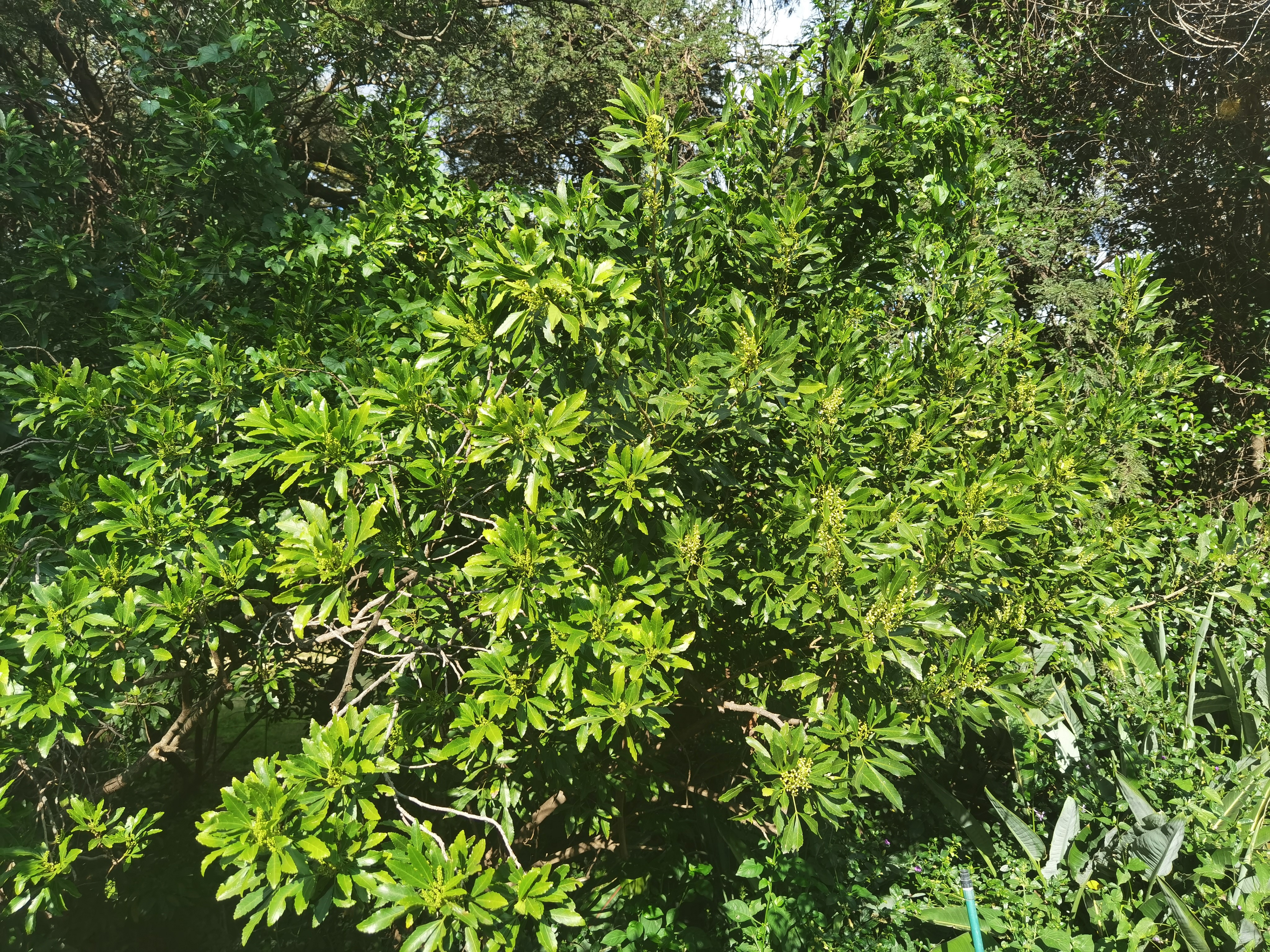 Allophylus natalensis Dune False Crowberry Duinevalstaaibos isihlohlela ...