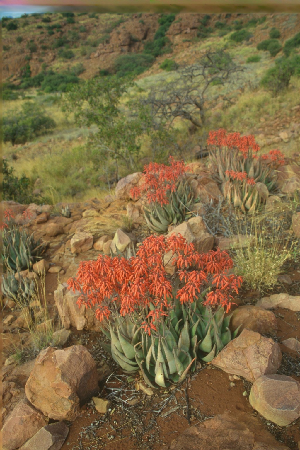 Aloe chabaudii Chabaud's Aloe, Dwala Aloe