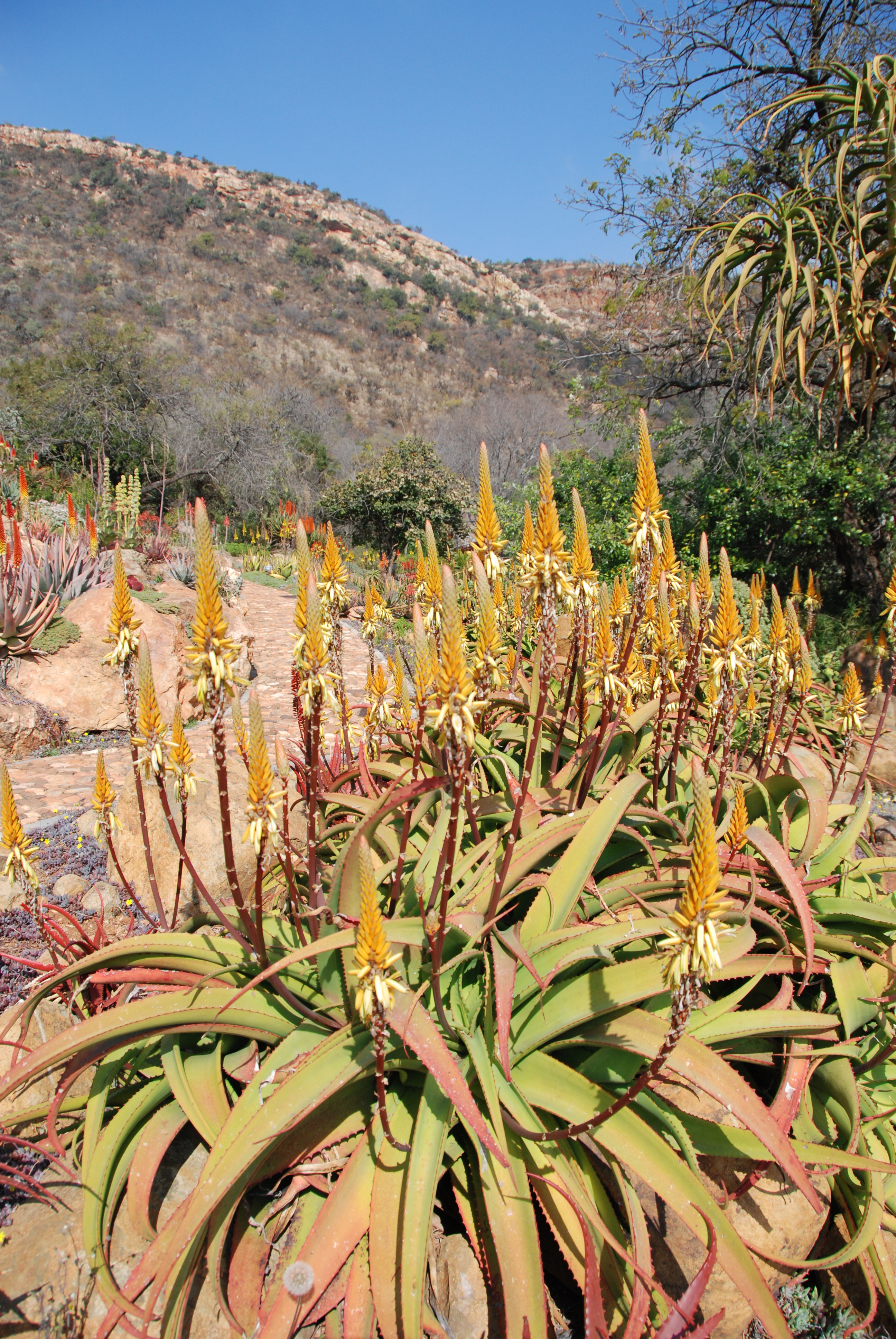 Aloe vanbalenii Van-balen-se-aalwyn van Balen's Aloe, crawling octopus ...
