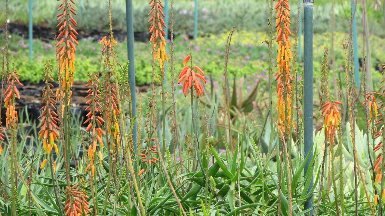 Aloe hybrid 'Little Easy'