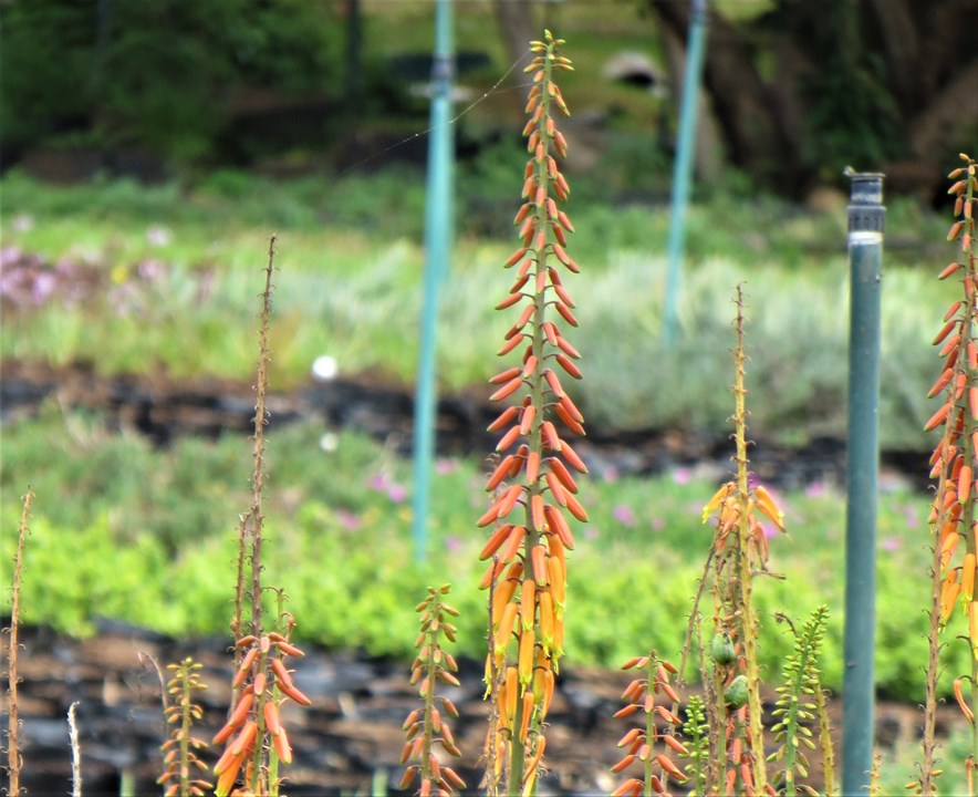 Aloe hybrid 'Little Easy'