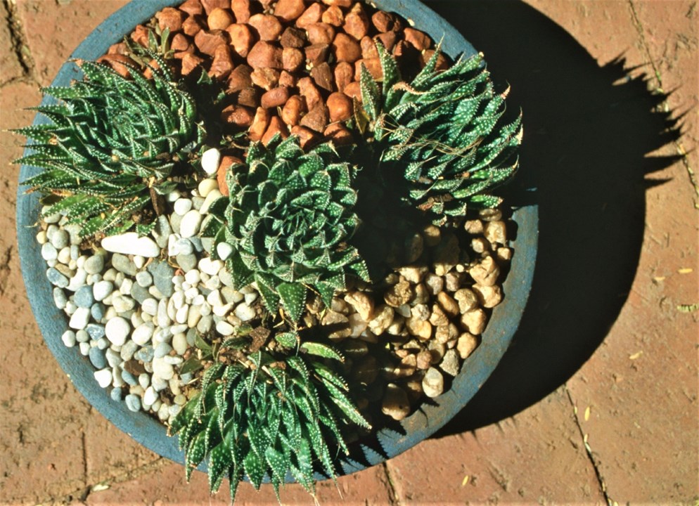 Aloe aristata Guinea Fowl Aloe sereleli umathithibala