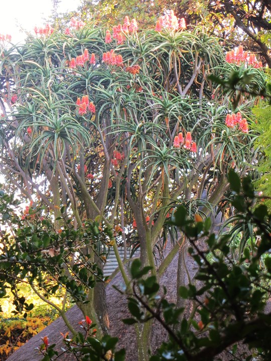 Aloe barberae bainesii Tree aloe Boomaalwyn Ikhala Umpondonde