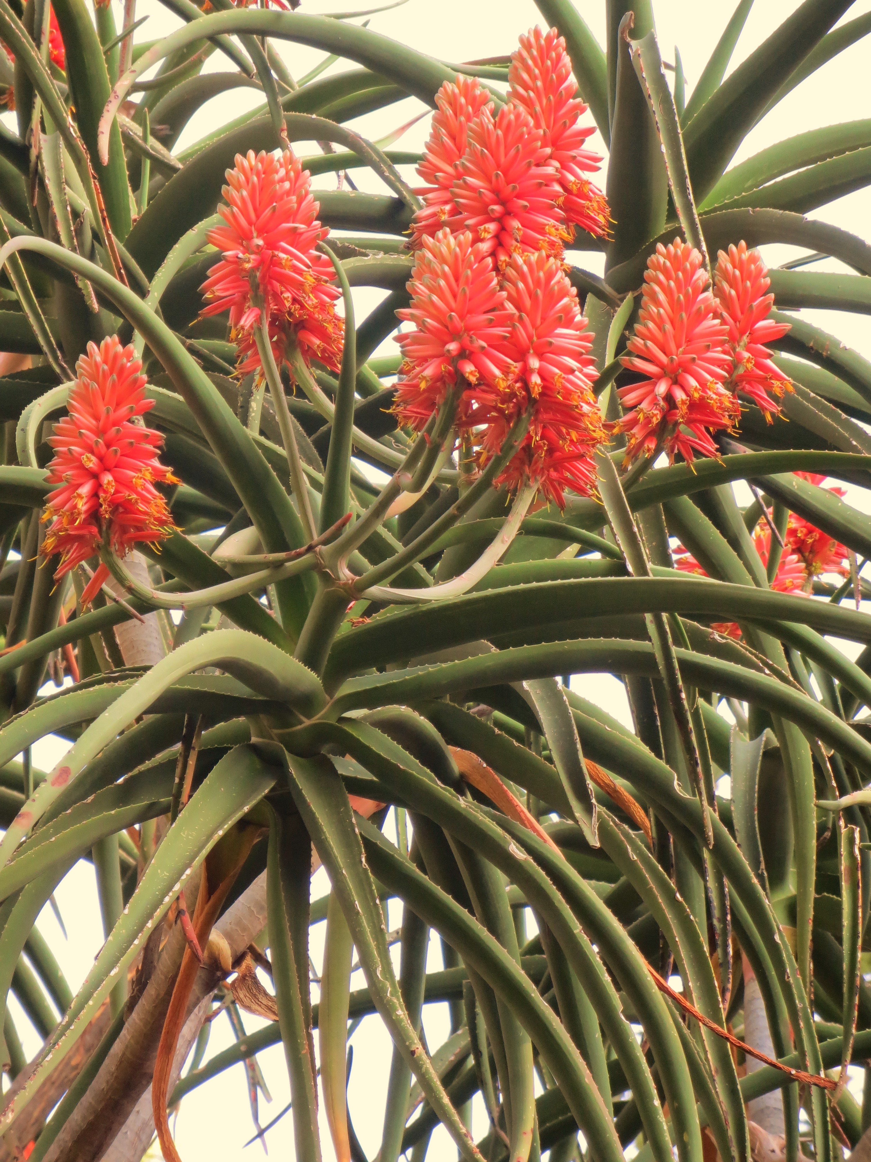 Aloe barberae bainesii Tree aloe Boomaalwyn Ikhala Umpondonde