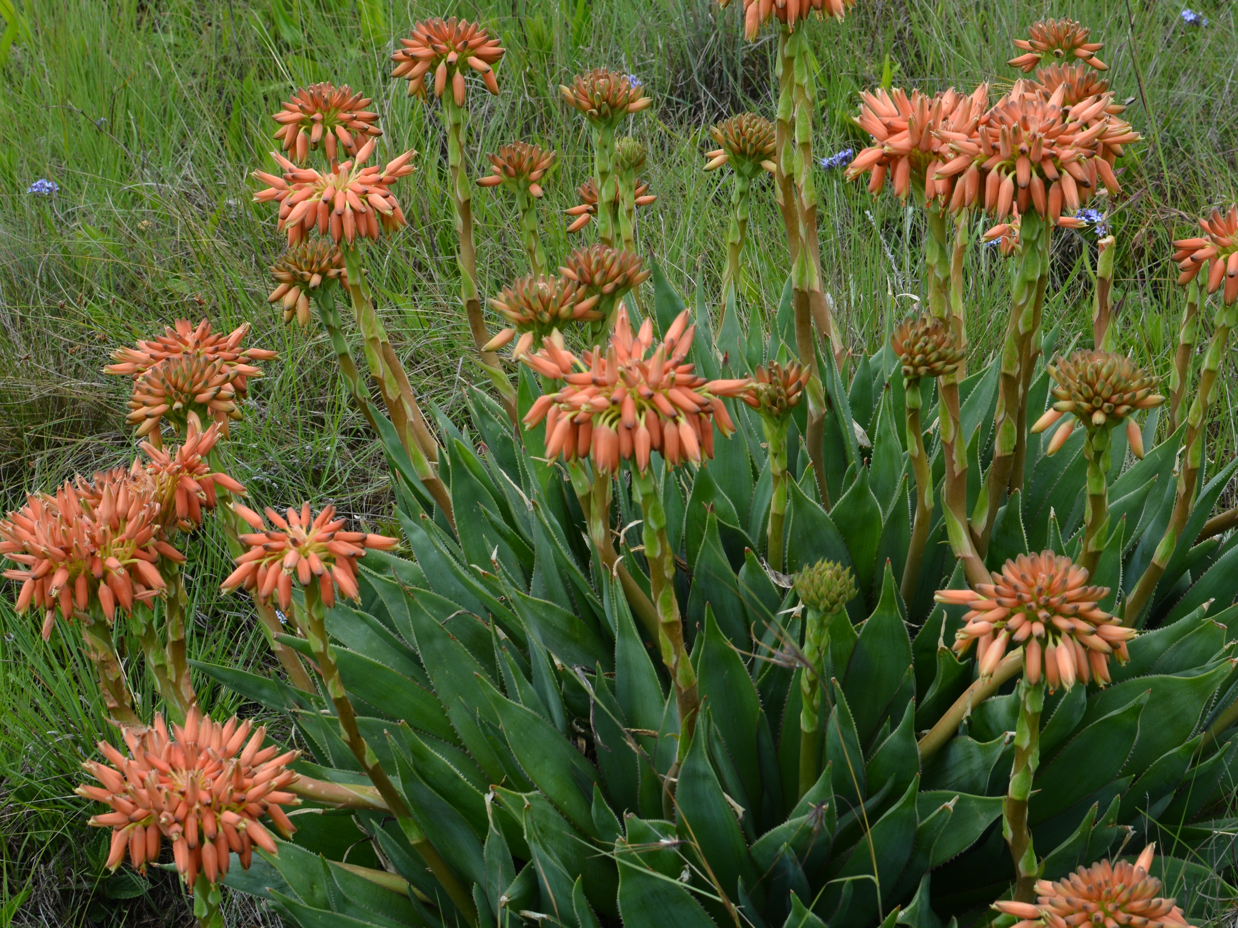 Aloe boylei Grasaalwyn Broad Leaved Grass Aloe Lisheshelo isiPhukuthwane