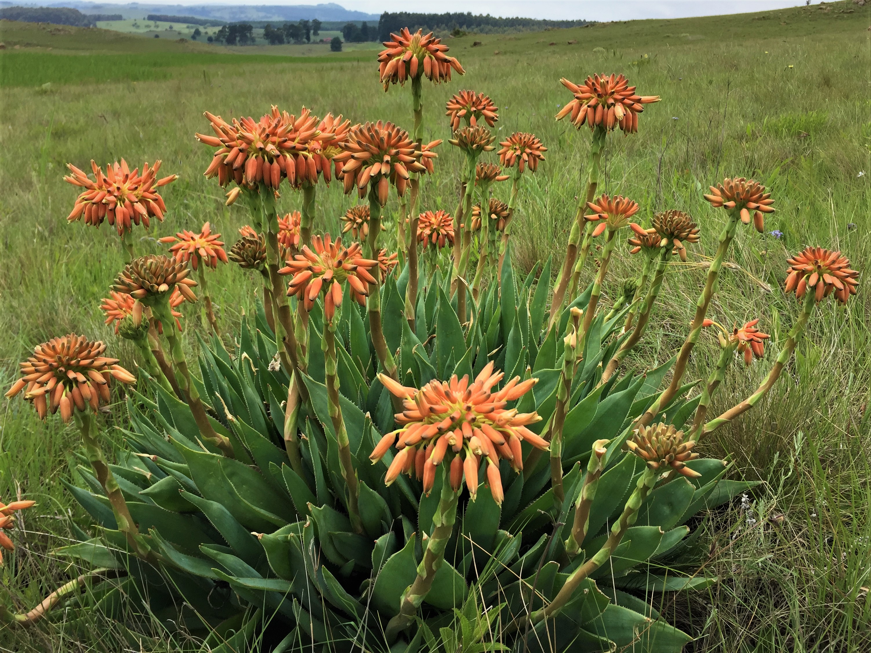 Aloe boylei Grasaalwyn Broad Leaved Grass Aloe Lisheshelo isiPhukuthwane