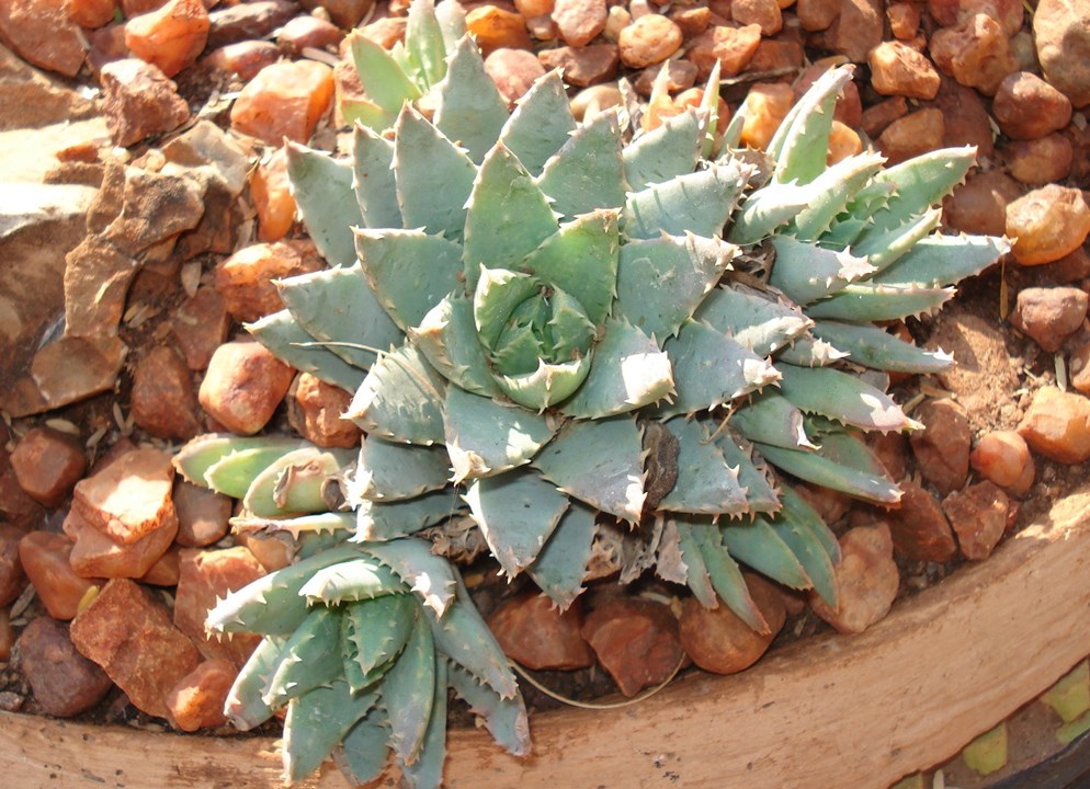 Aloe brevifolia Klein Aalwyn Short Leaved Aloe
