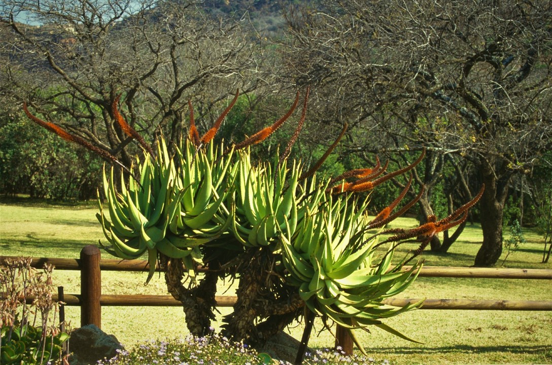 Aloe castanea Katstertaalwyn Cat’s-tail Aloe