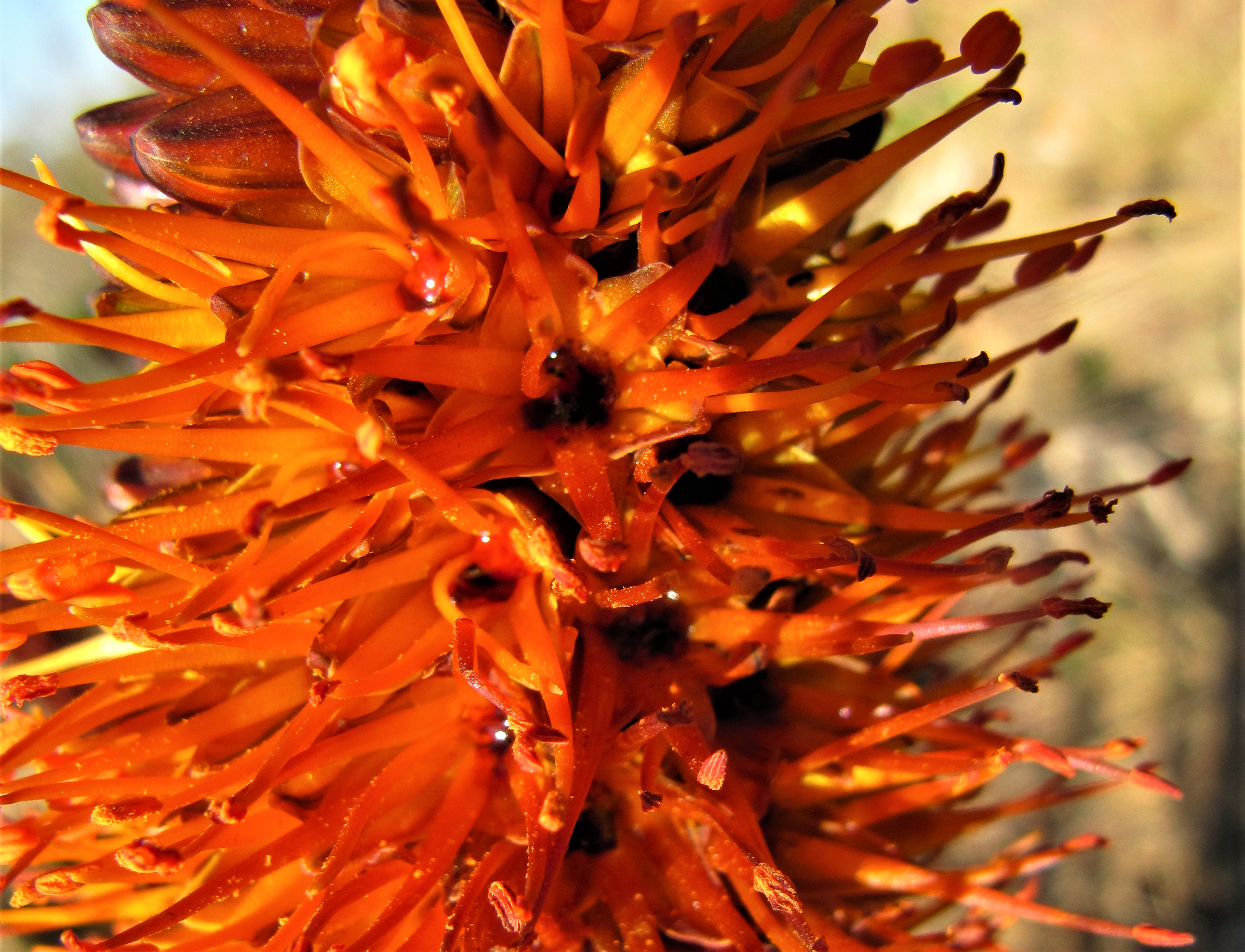 Aloe castanea Katstertaalwyn Cat’s-tail Aloe