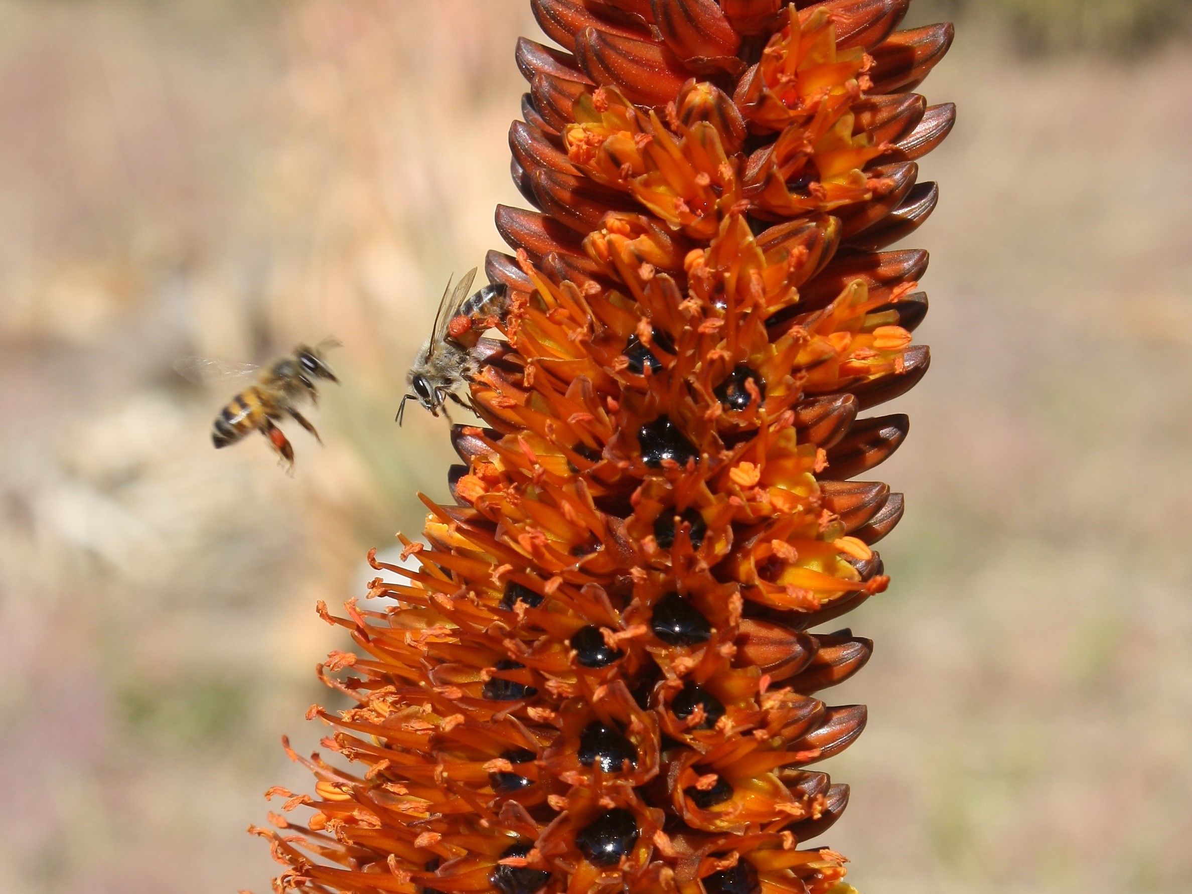 Aloe castanea Katstertaalwyn Cat’s-tail Aloe