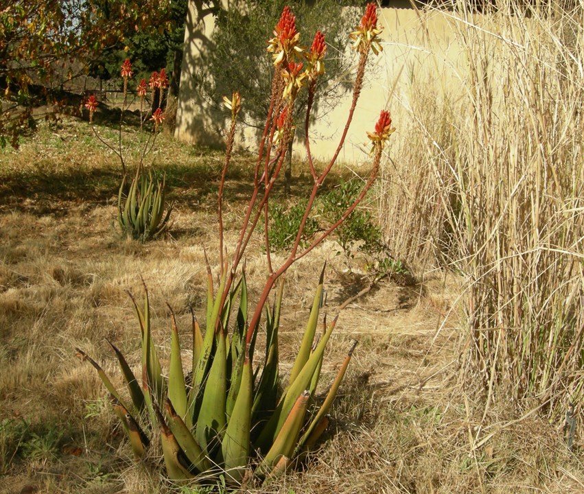 Aloe cryptopoda wickensii Yellow Aloe tweekleur-aalwyn, geelaalwyn