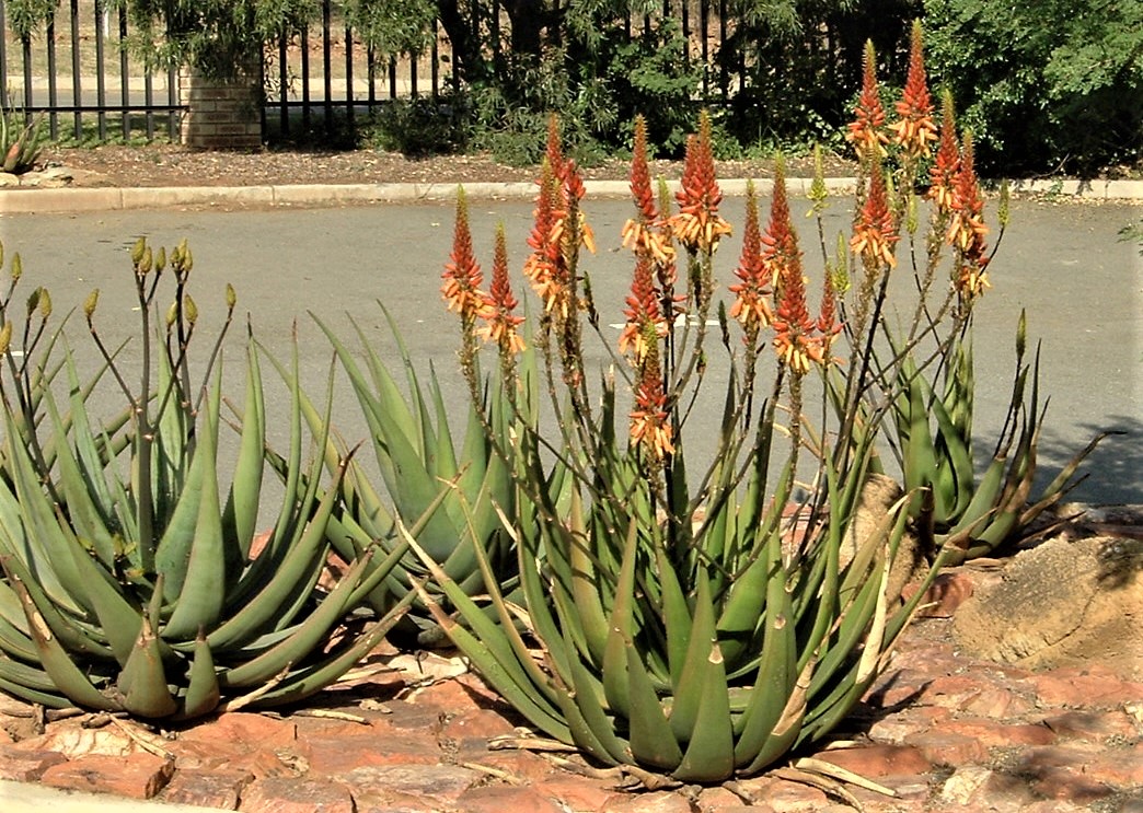 Aloe cryptopoda wickensii Yellow Aloe tweekleur-aalwyn, geelaalwyn