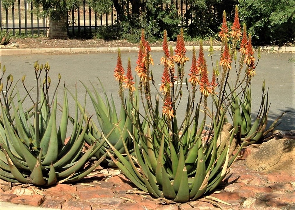 Aloe cryptopoda wickensii Yellow Aloe tweekleur-aalwyn, geelaalwyn