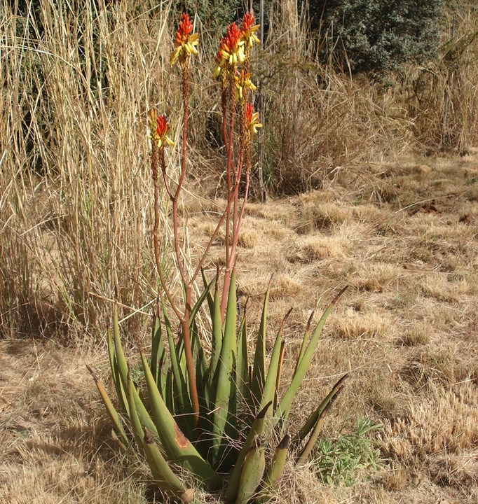 Aloe cryptopoda wickensii Yellow Aloe tweekleur-aalwyn, geelaalwyn