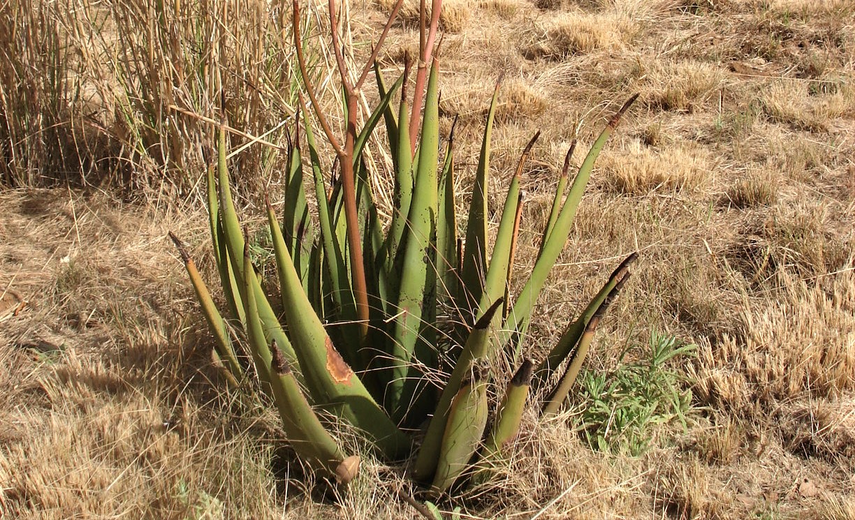 Aloe cryptopoda wickensii Yellow Aloe tweekleur-aalwyn, geelaalwyn