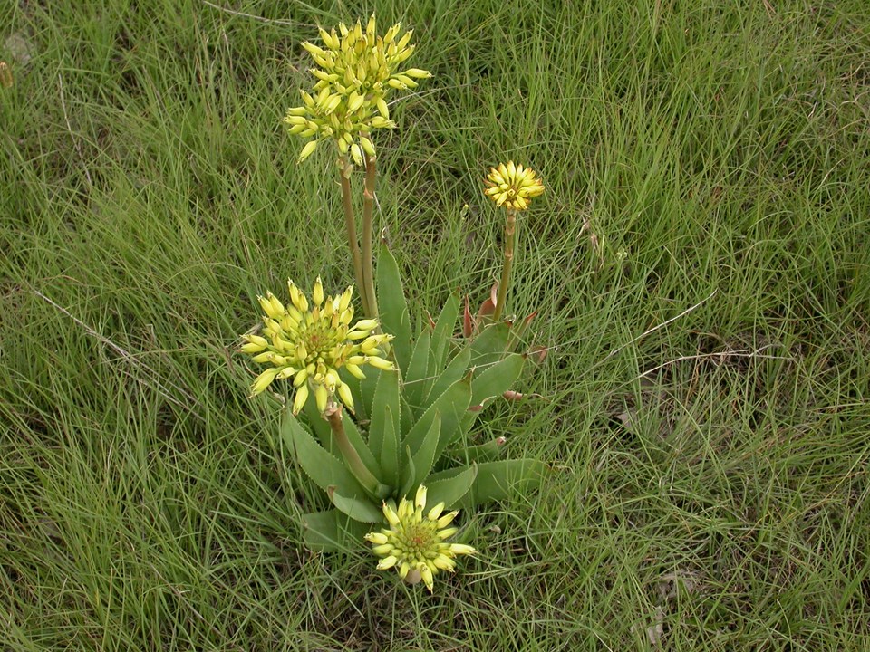 Aloe ecklonis Grass Aloe Grasaalwyn isiPhuthumane