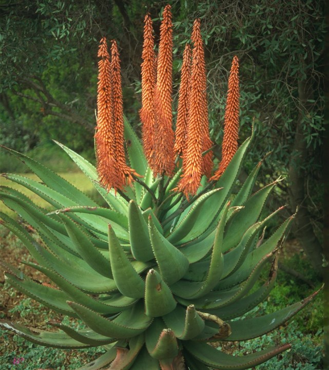 Aloe ferox Bitteraalwyn Inhlaba Ikhala Bitter Aloe