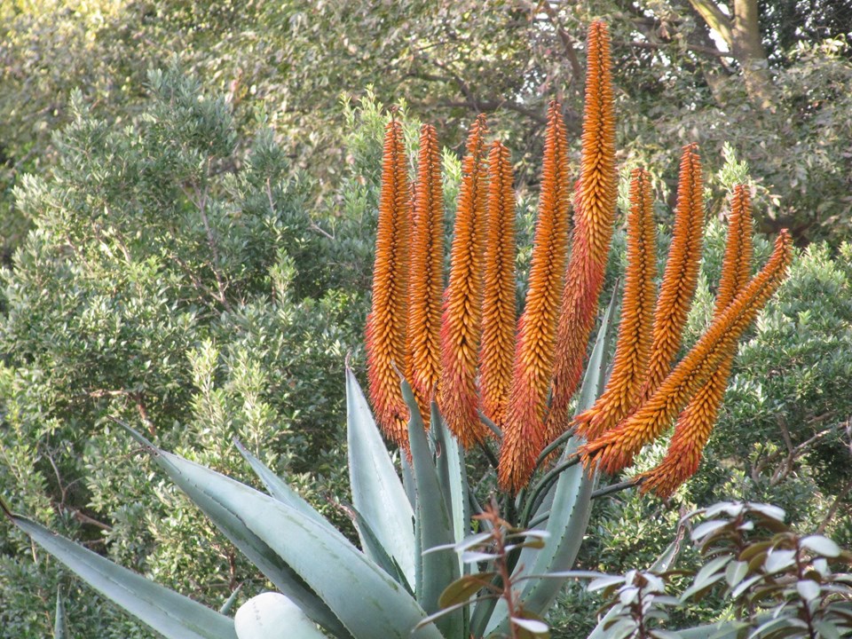Aloe ferox Bitteraalwyn Inhlaba Ikhala Bitter Aloe