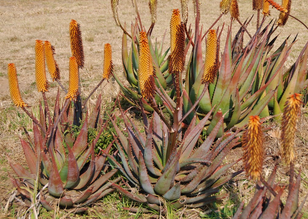 Aloe ferox Bitteraalwyn Inhlaba Ikhala Bitter Aloe