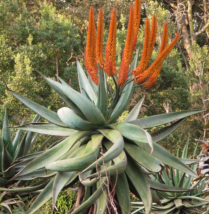 Aloe ferox Bitteraalwyn Inhlaba Ikhala Bitter Aloe
