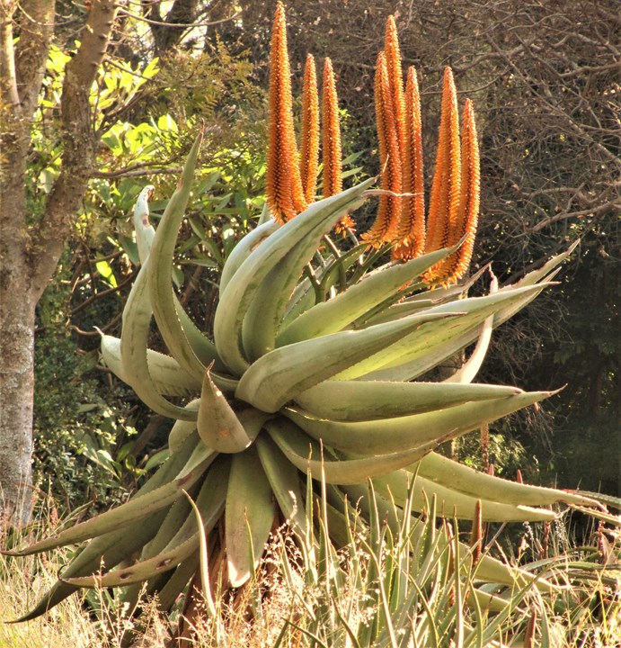 Aloe ferox Bitteraalwyn Inhlaba Ikhala Bitter Aloe