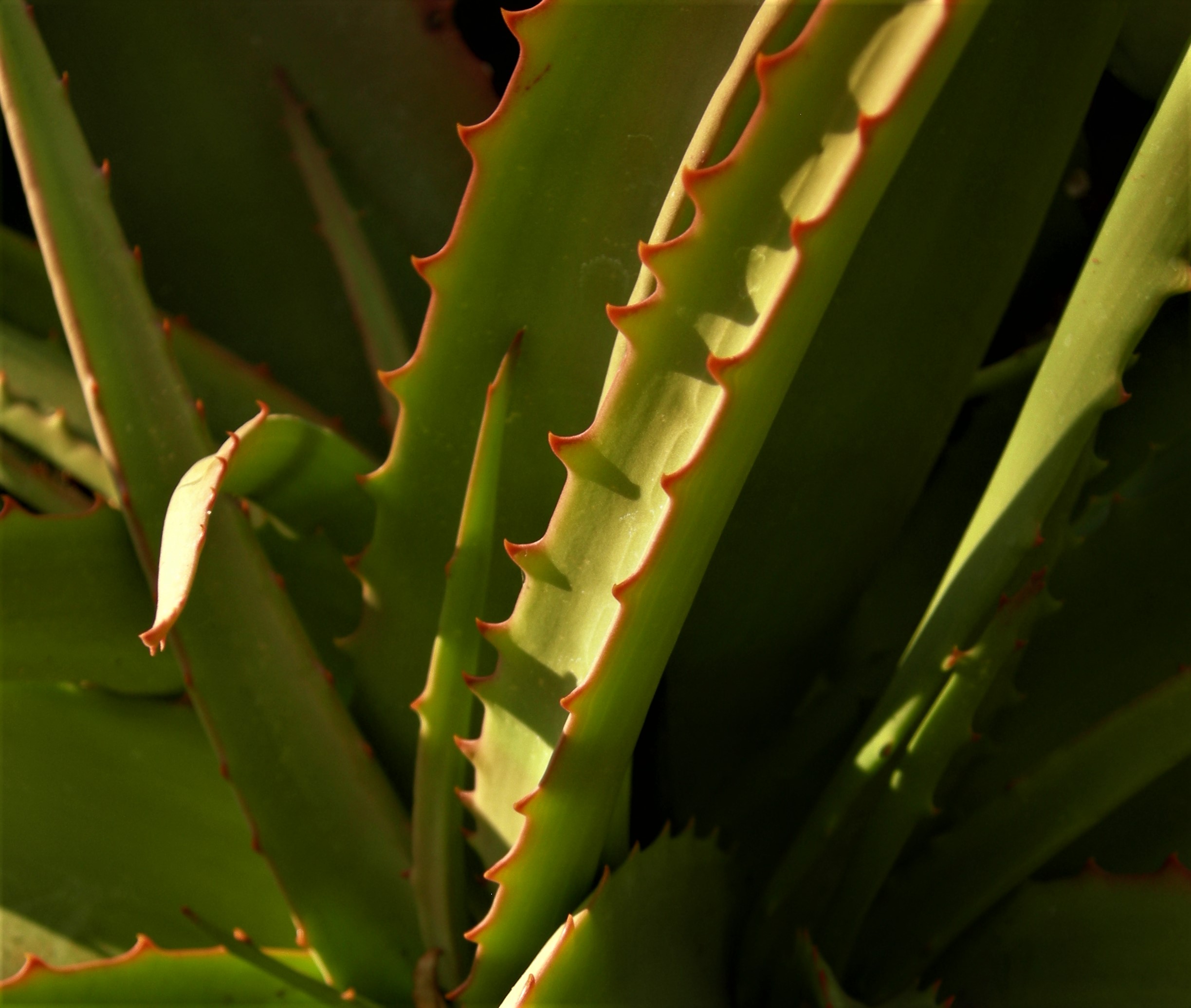 Aloe ferox Bitteraalwyn Inhlaba Ikhala Bitter Aloe