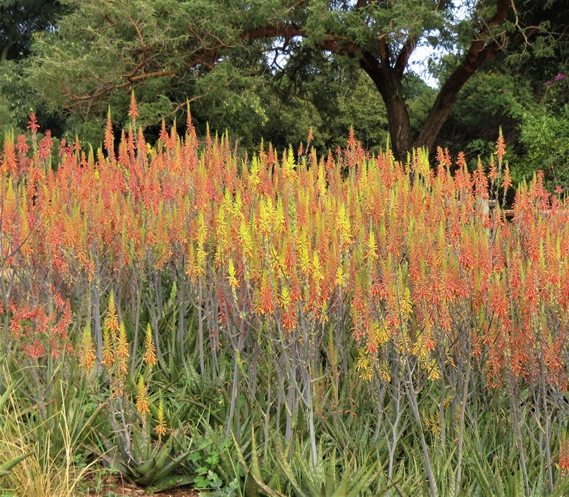 Aloe fosteri Foster’s Aloe