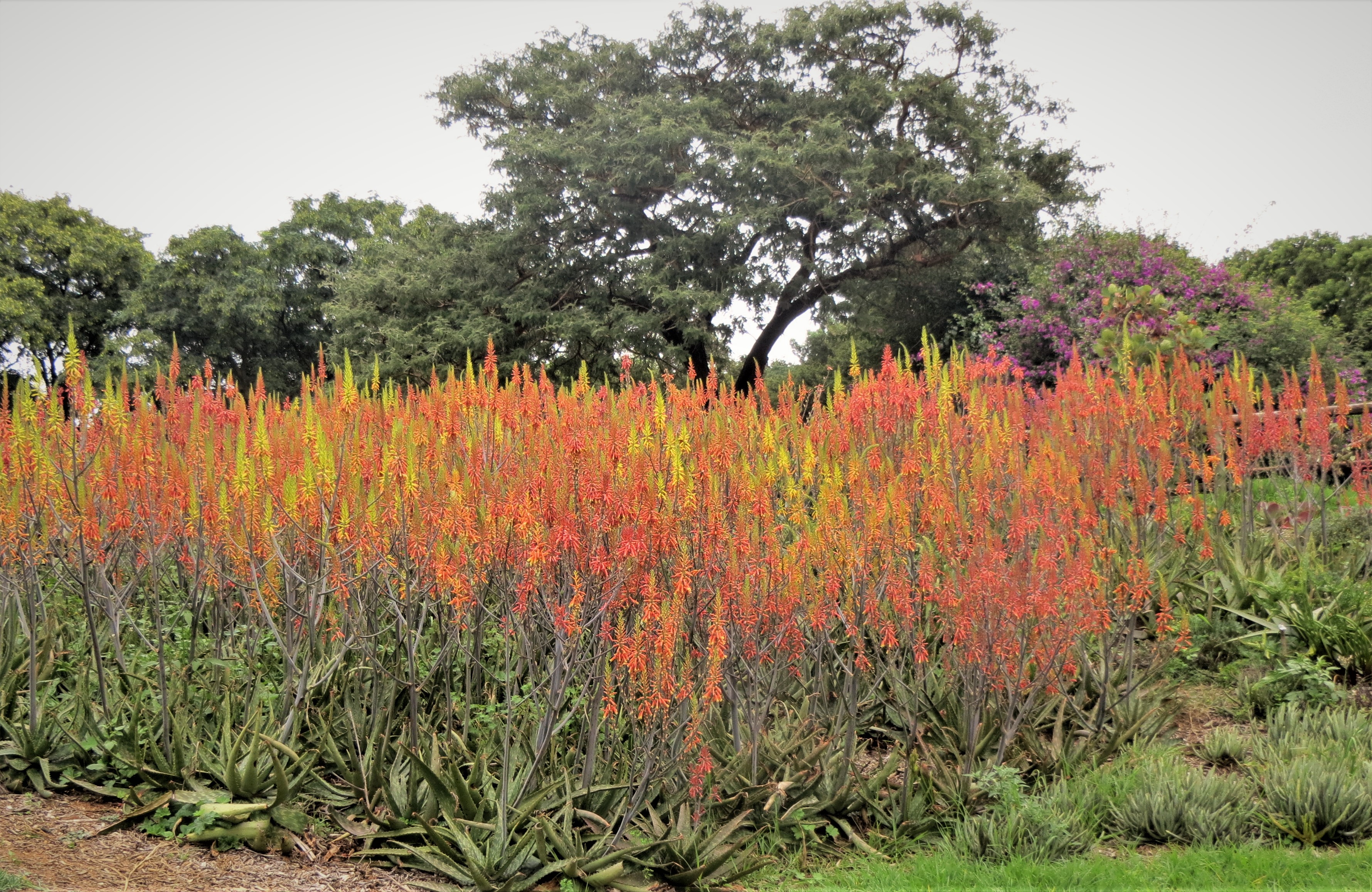 Aloe fosteri Foster’s Aloe