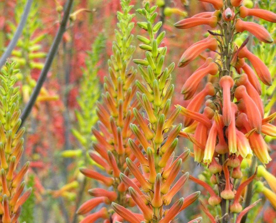 Aloe fosteri Foster’s Aloe