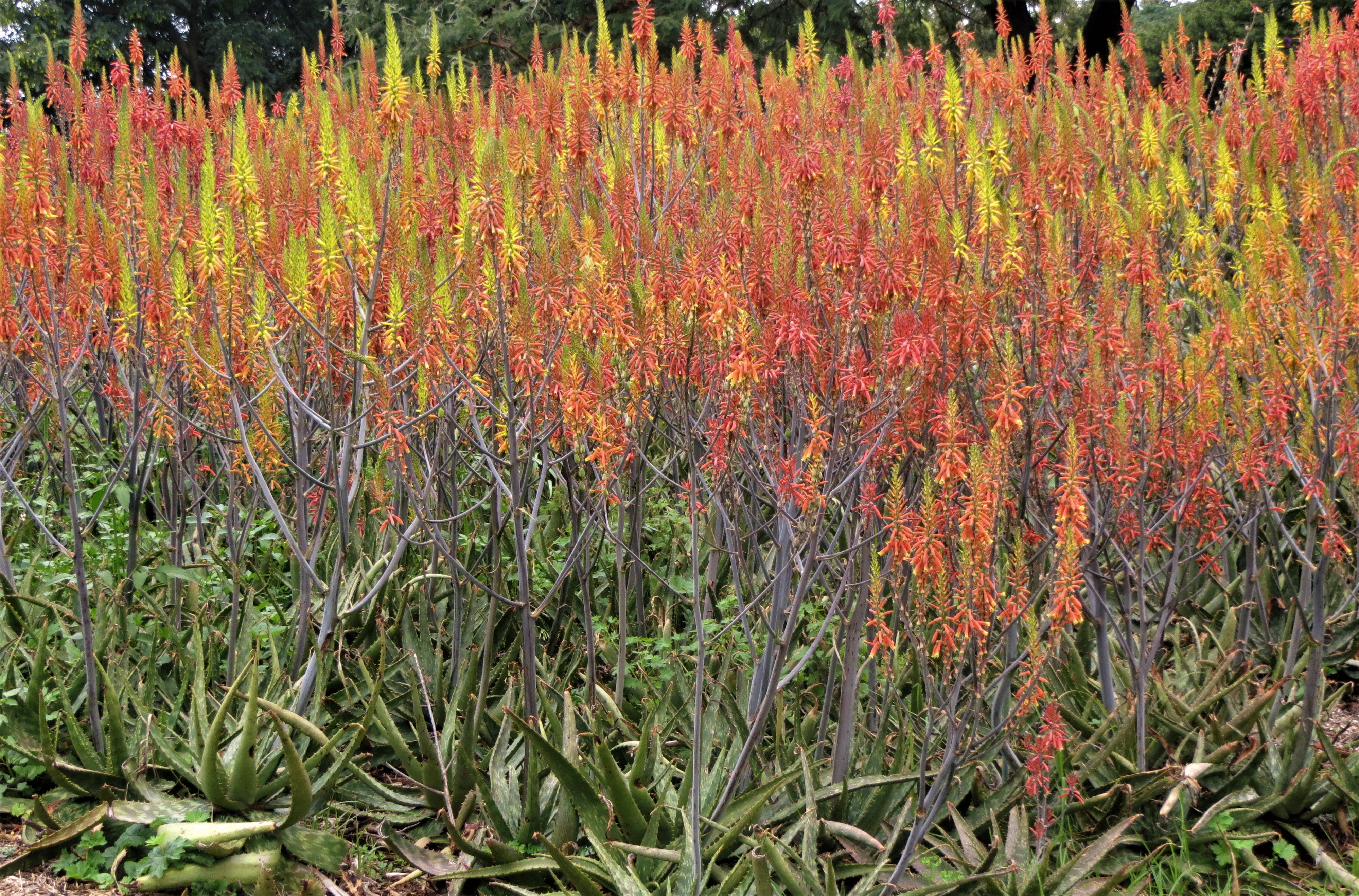 Aloe fosteri Foster’s Aloe