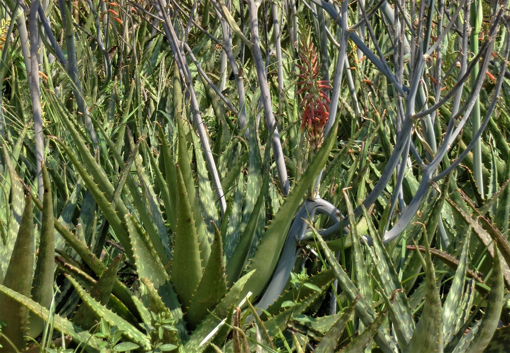 Aloe fosteri Foster’s Aloe