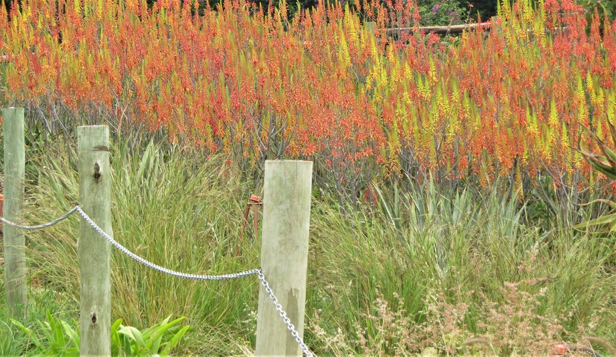Aloe fosteri Foster’s Aloe