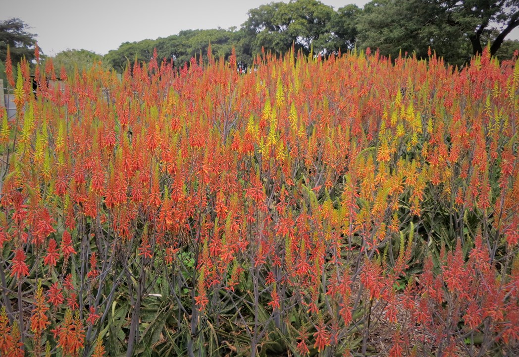 Aloe fosteri Foster’s Aloe